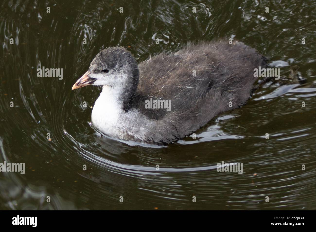 Coot feeds on aquatic plants, insects, and small fish. Photo taken in ...