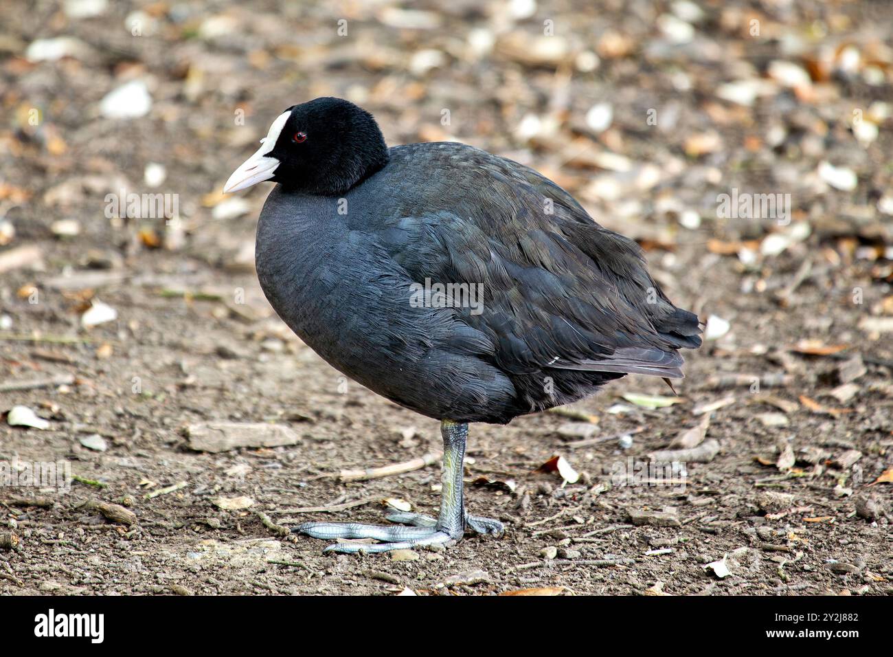 Coot feeds on aquatic plants, insects, and small fish. Photo taken in ...