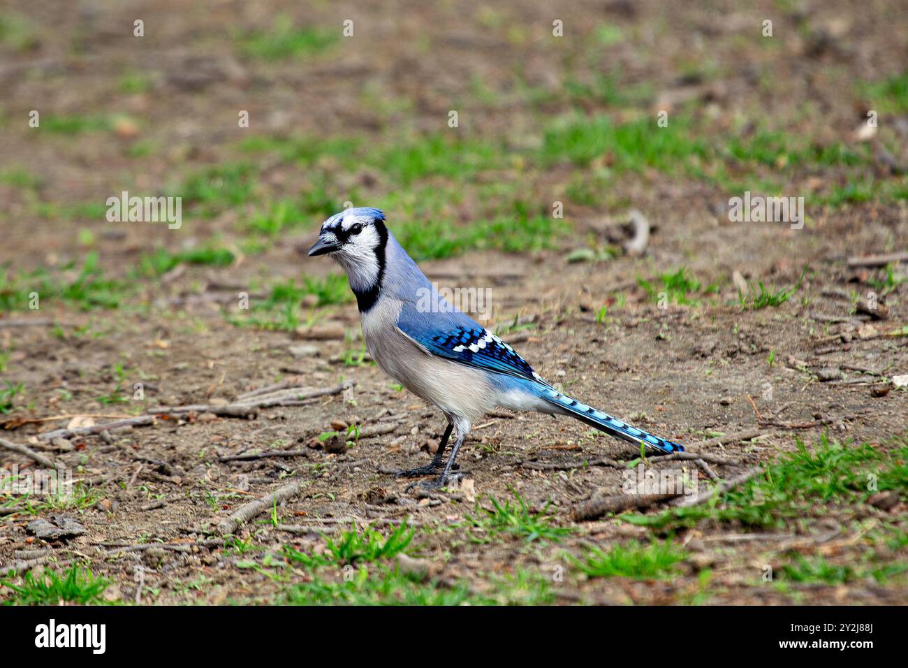 Blue jay feeds on nuts, seeds, and insects. Photo taken in Central Park ...
