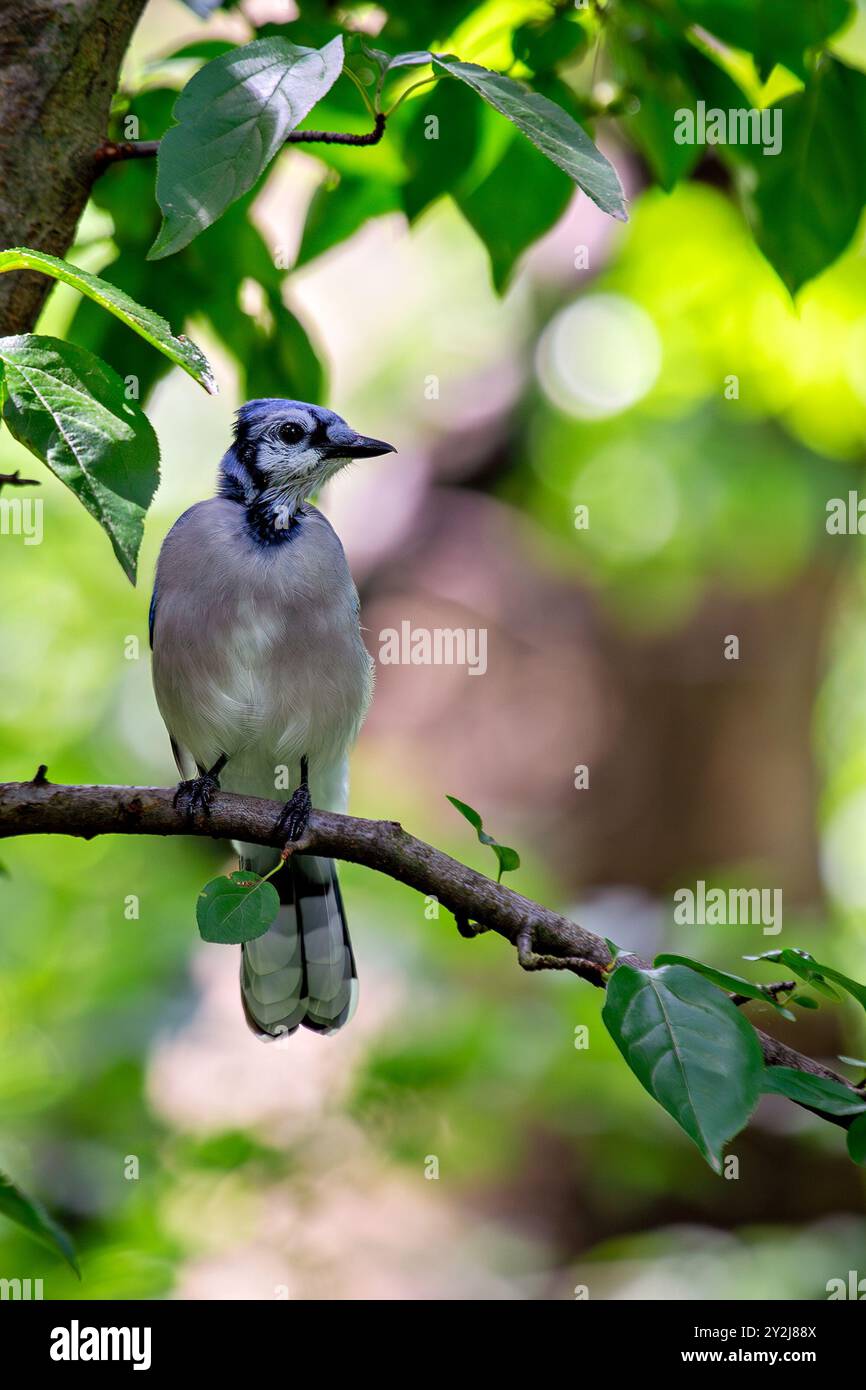 Blue jay feeds on nuts, seeds, and insects. Photo taken in Central Park ...