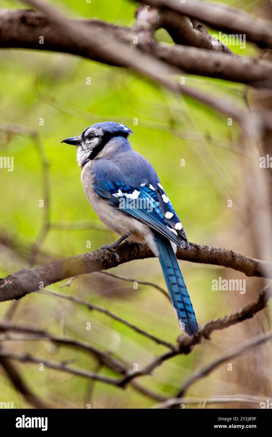 Blue jay feeds on nuts, seeds, and insects. Photo taken in Central Park ...