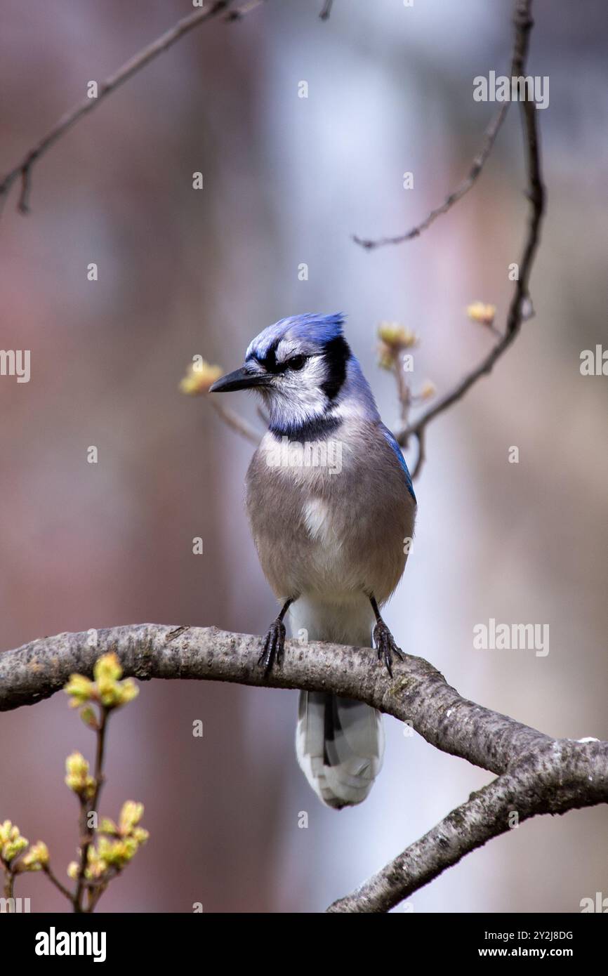 Blue jay feeds on nuts, seeds, and insects. Photo taken in Central Park ...