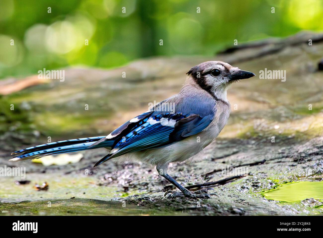 Blue jay feeds on nuts, seeds, and insects. Photo taken in Central Park ...
