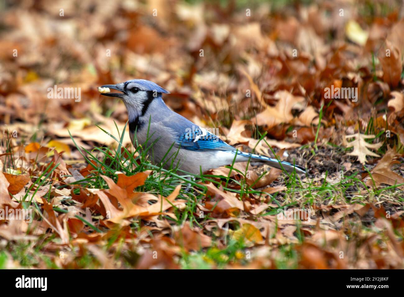 Blue jay feeds on nuts, seeds, and insects. Photo taken in Central Park ...