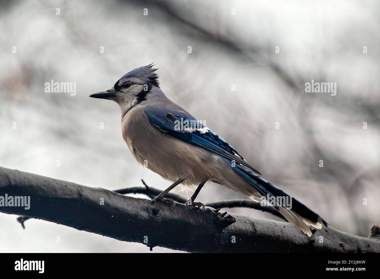 Blue jay feeds on nuts, seeds, and insects. Photo taken in Central Park ...