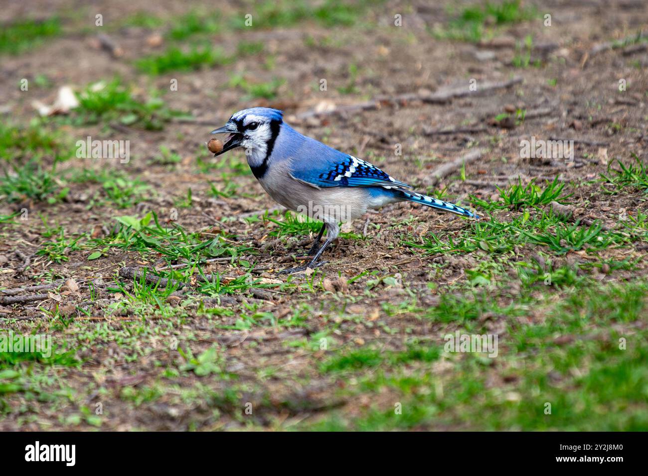 Blue jay feeds on nuts, seeds, and insects. Photo taken in Central Park ...