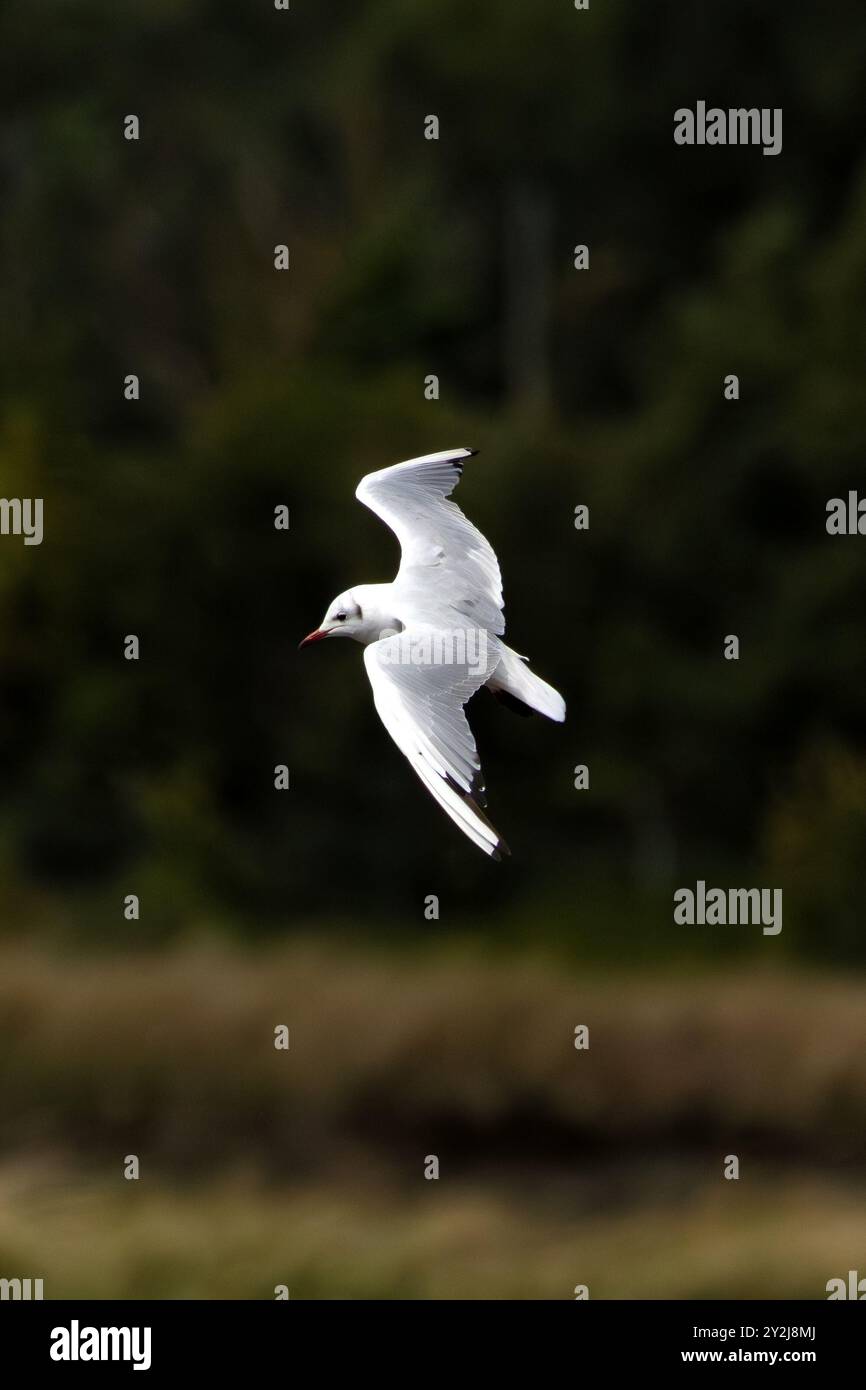 Black-headed gull feeds on fish, insects, and plants. Photo taken at ...