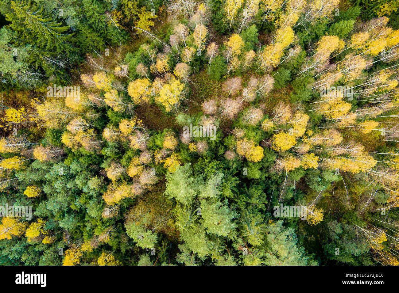 Aerial top down view of autumn forest with green and yellow trees ...