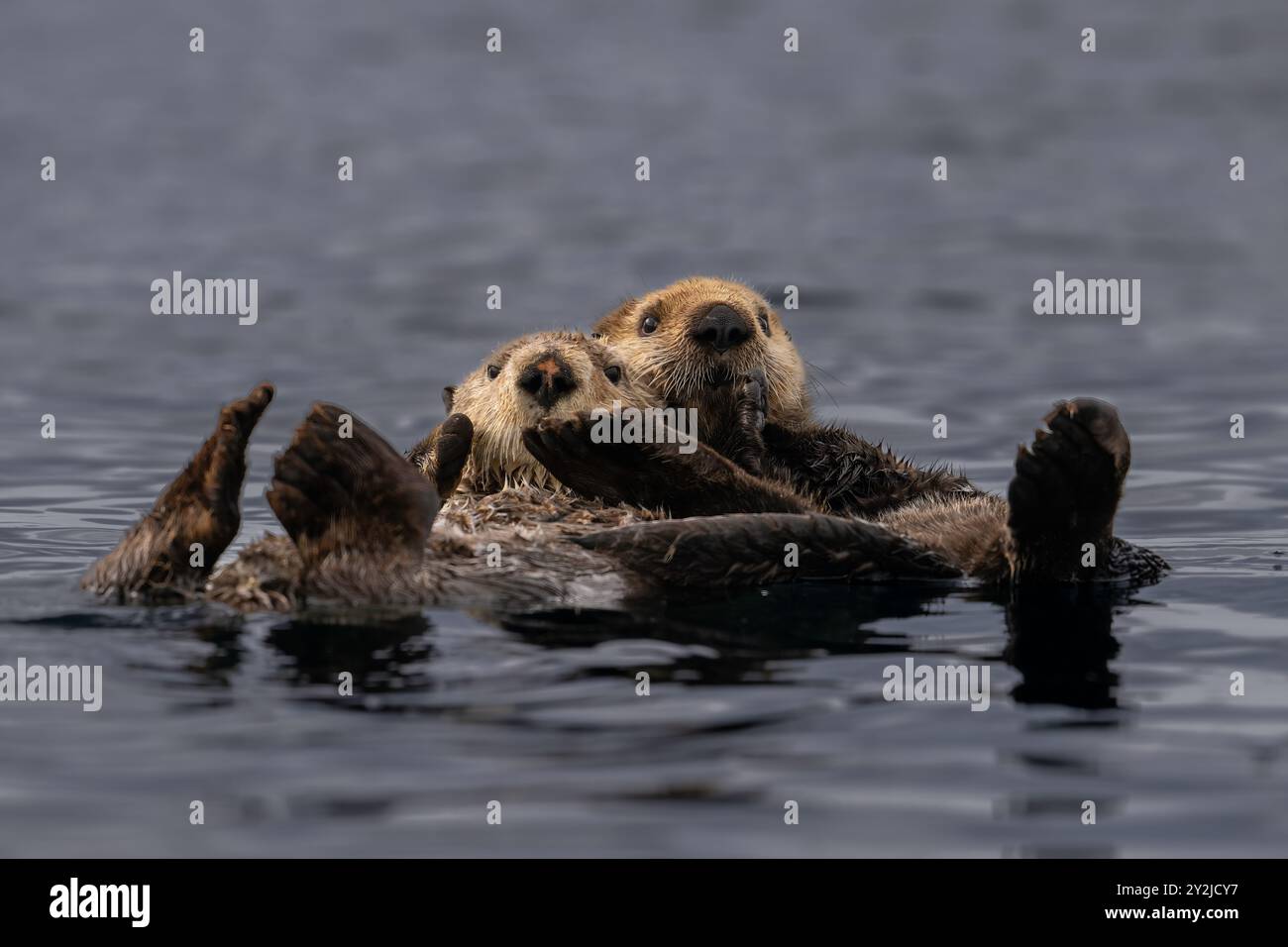 Mother and pup northern sea otter in Kachemak Bay, Alaska Stock Photo ...