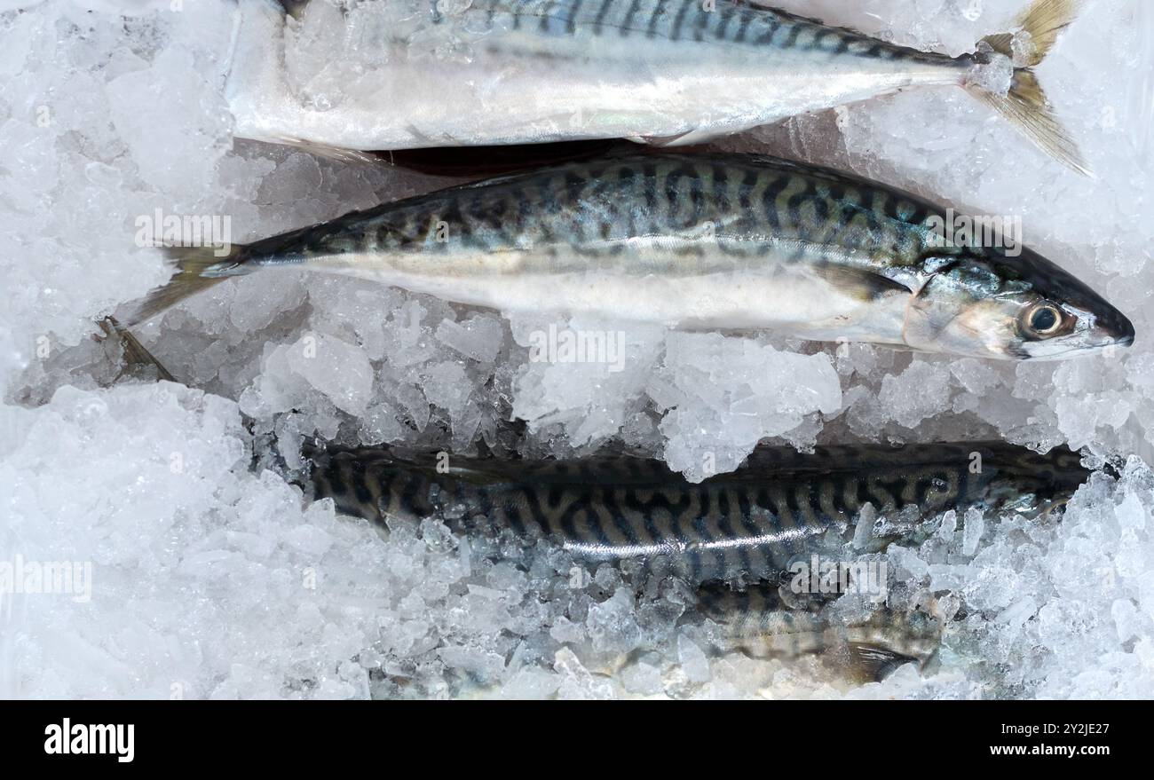 Mackerel fish on ice. Mackerel is consumed worldwide. As an oily fish ...