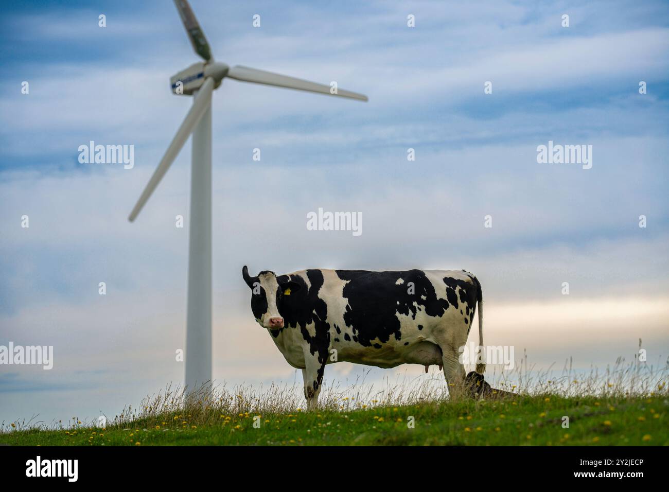 Eco farm. Wind energy. Green energy concept. Eco farming. Green ...