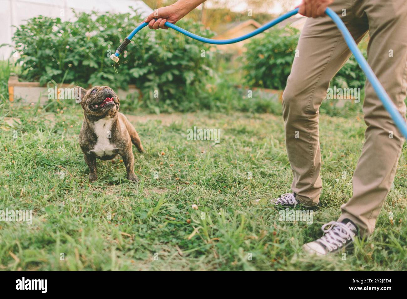 Dog eagerly awaiting hi-res stock photography and images - Alamy