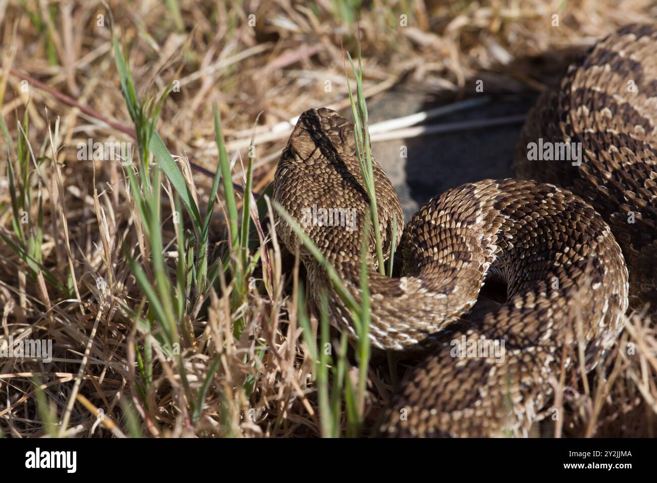 Rear view of Prairie rattlesnake (Crotalus viridus) clearly shows ...