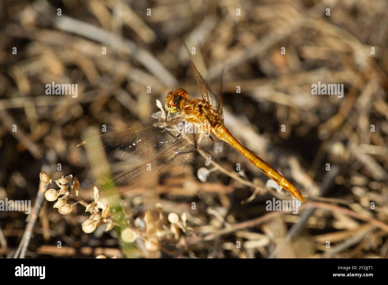 Wing veins make intricate pattern on this striped meadowhawk (Sympetrum ...