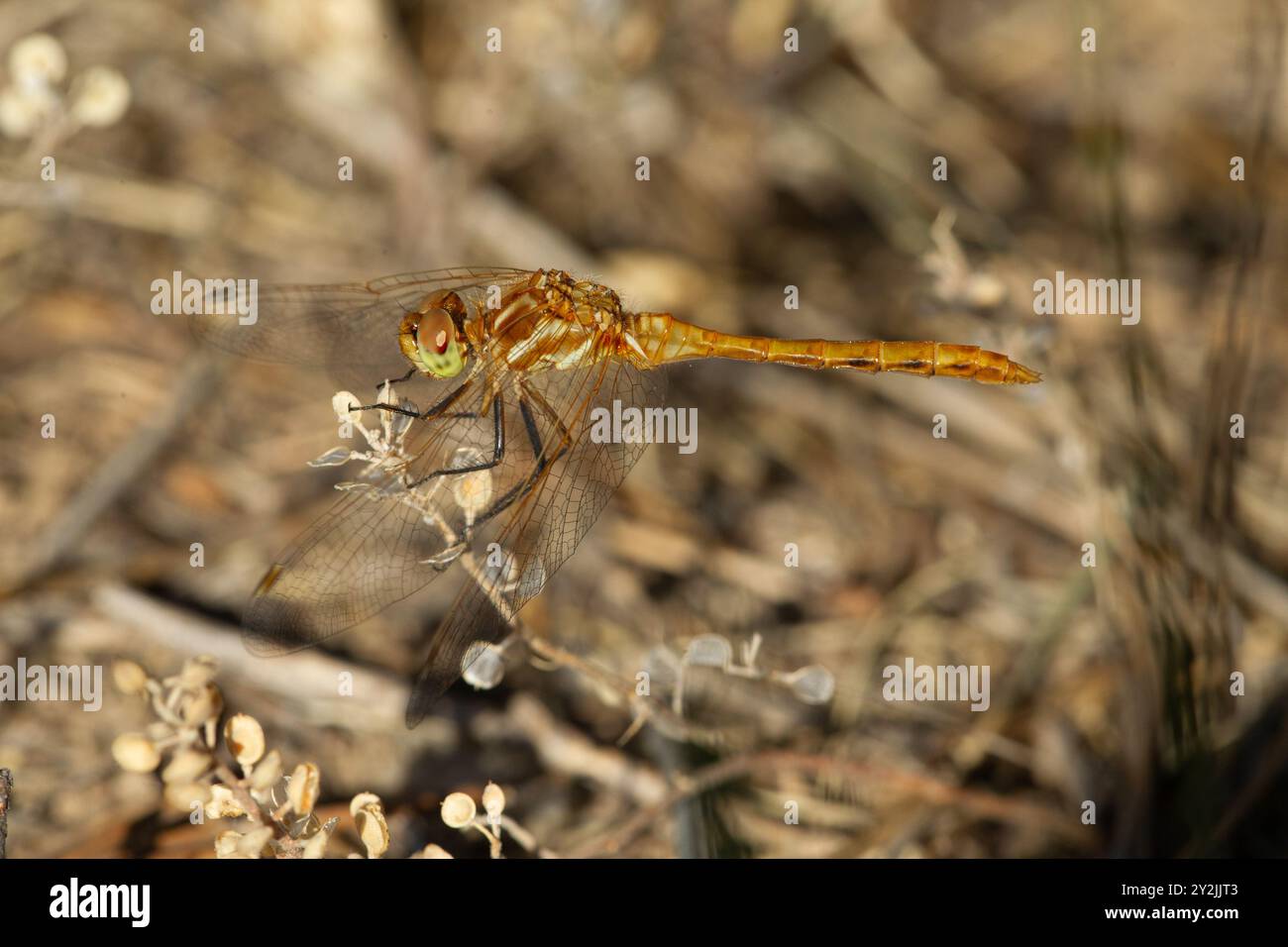 Wing veins make intricate pattern on this striped meadowhawk (Sympetrum ...