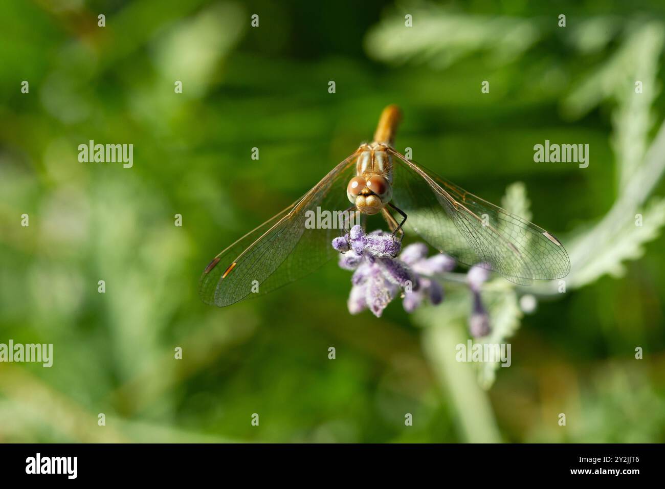 Wing veins make intricate pattern on striped meadowhawk (Sympetrum ...