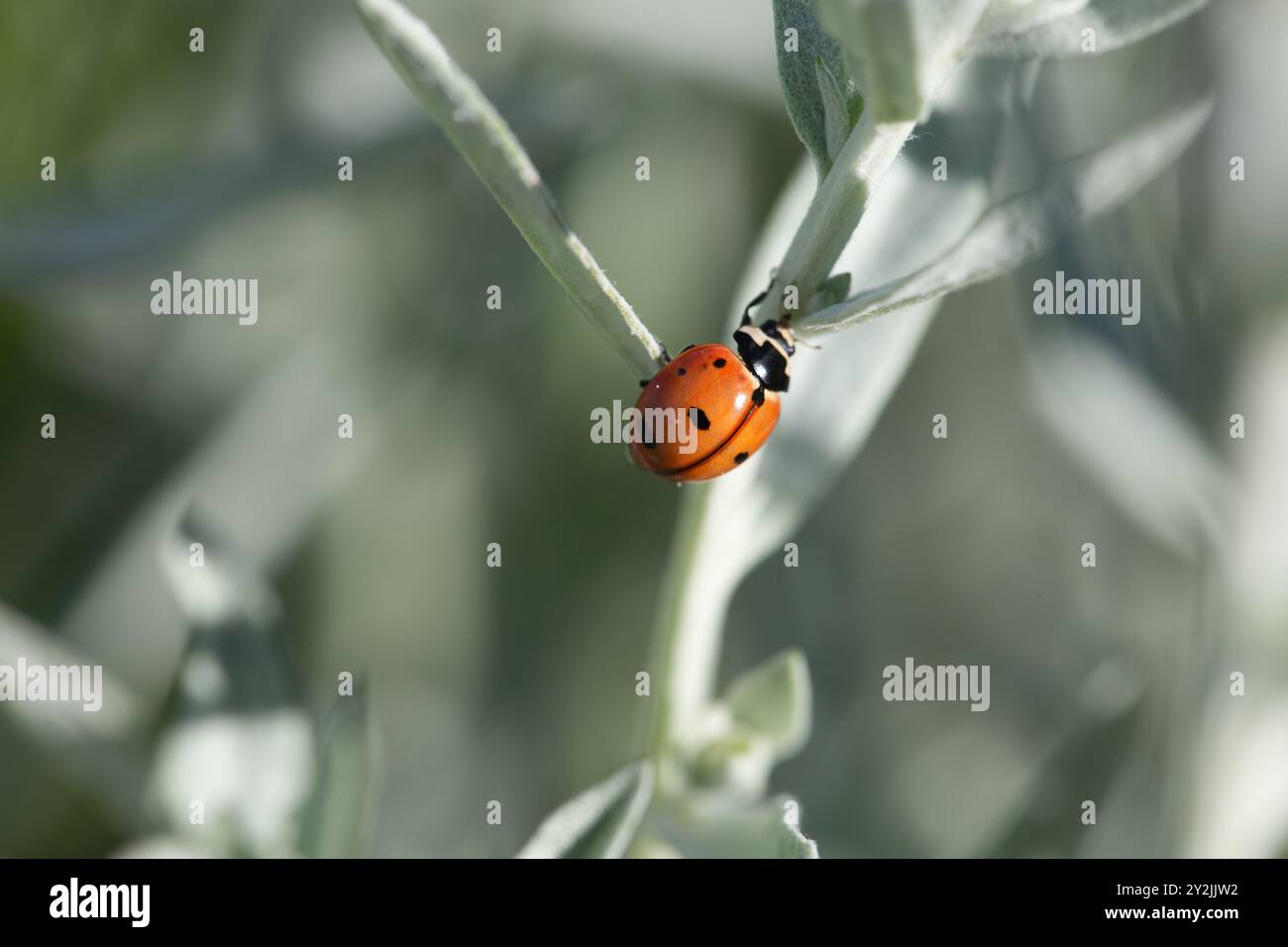 Nine spotted lady beetle hi-res stock photography and images - Alamy