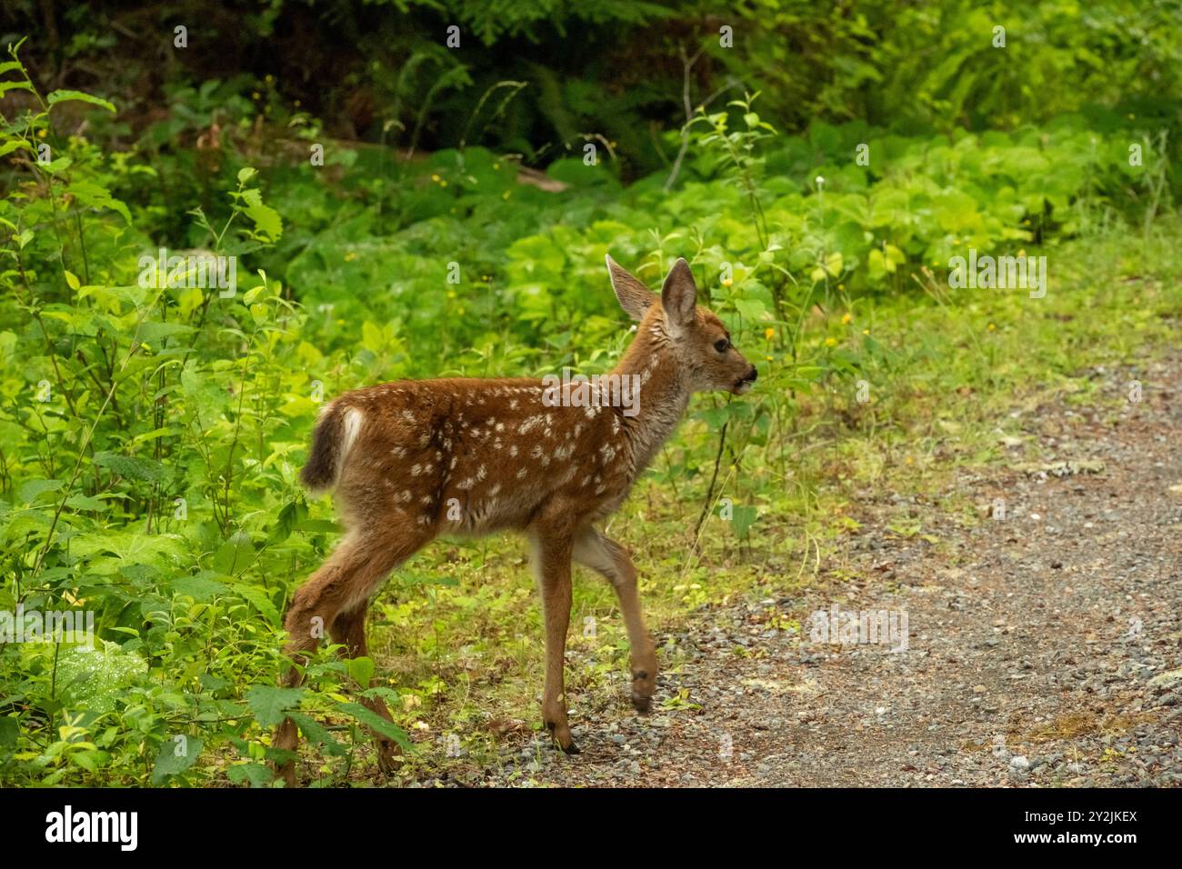 Deer Fawn Emerges From The Bushes Along Dirt Road In Mount Rainier ...