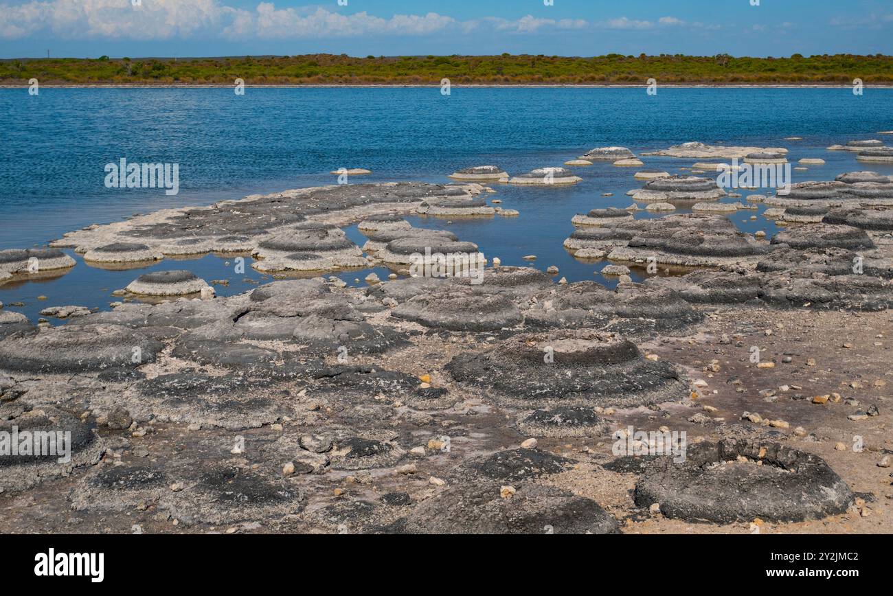 Ancient stromatolites at Lake Thetis, Cervantes Western Australia are ...