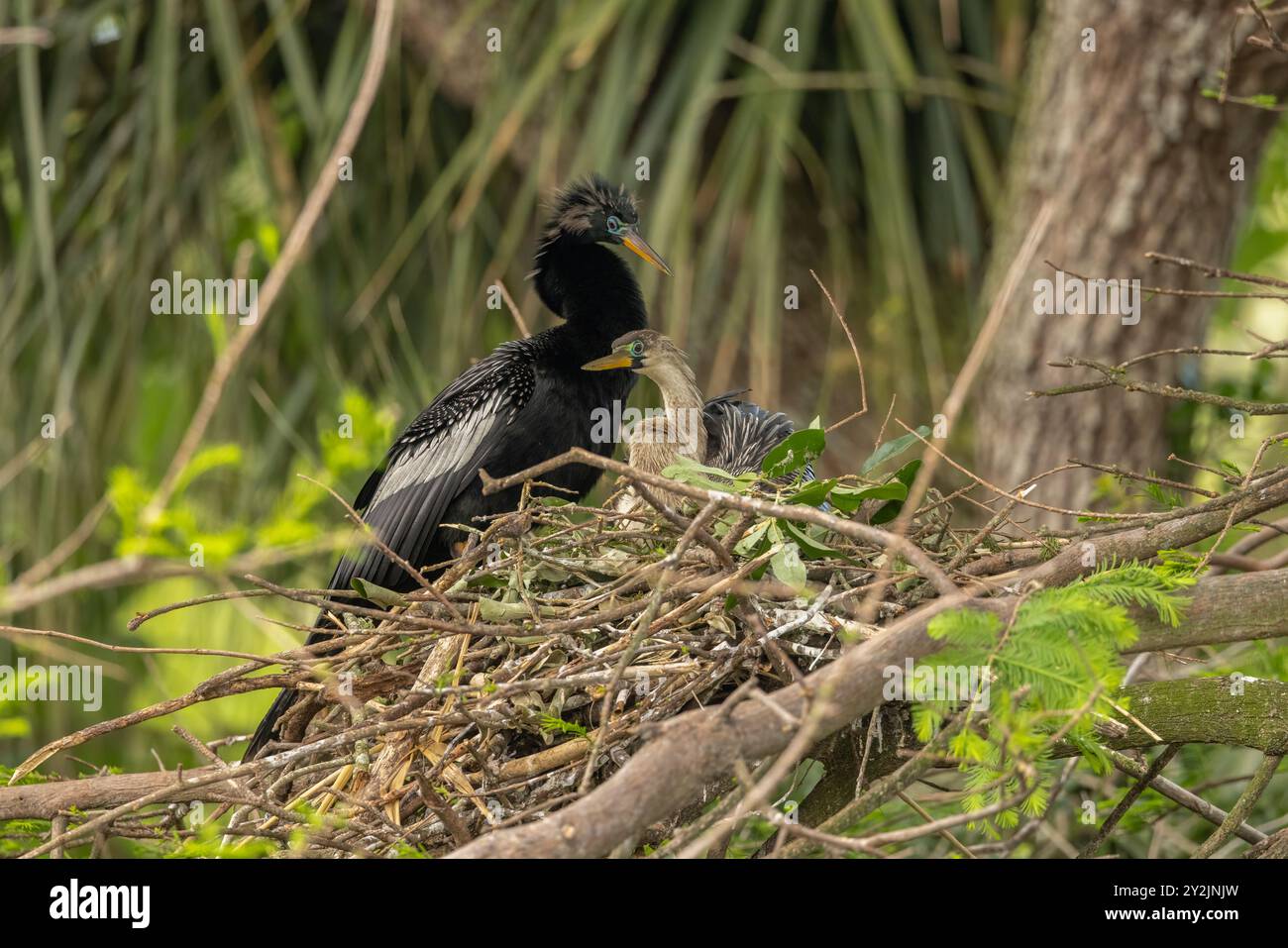 A anhinga male and female nesting Stock Photo - Alamy