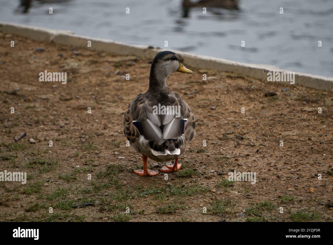 Mallard duck hen in Pennsylvania Stock Photo - Alamy