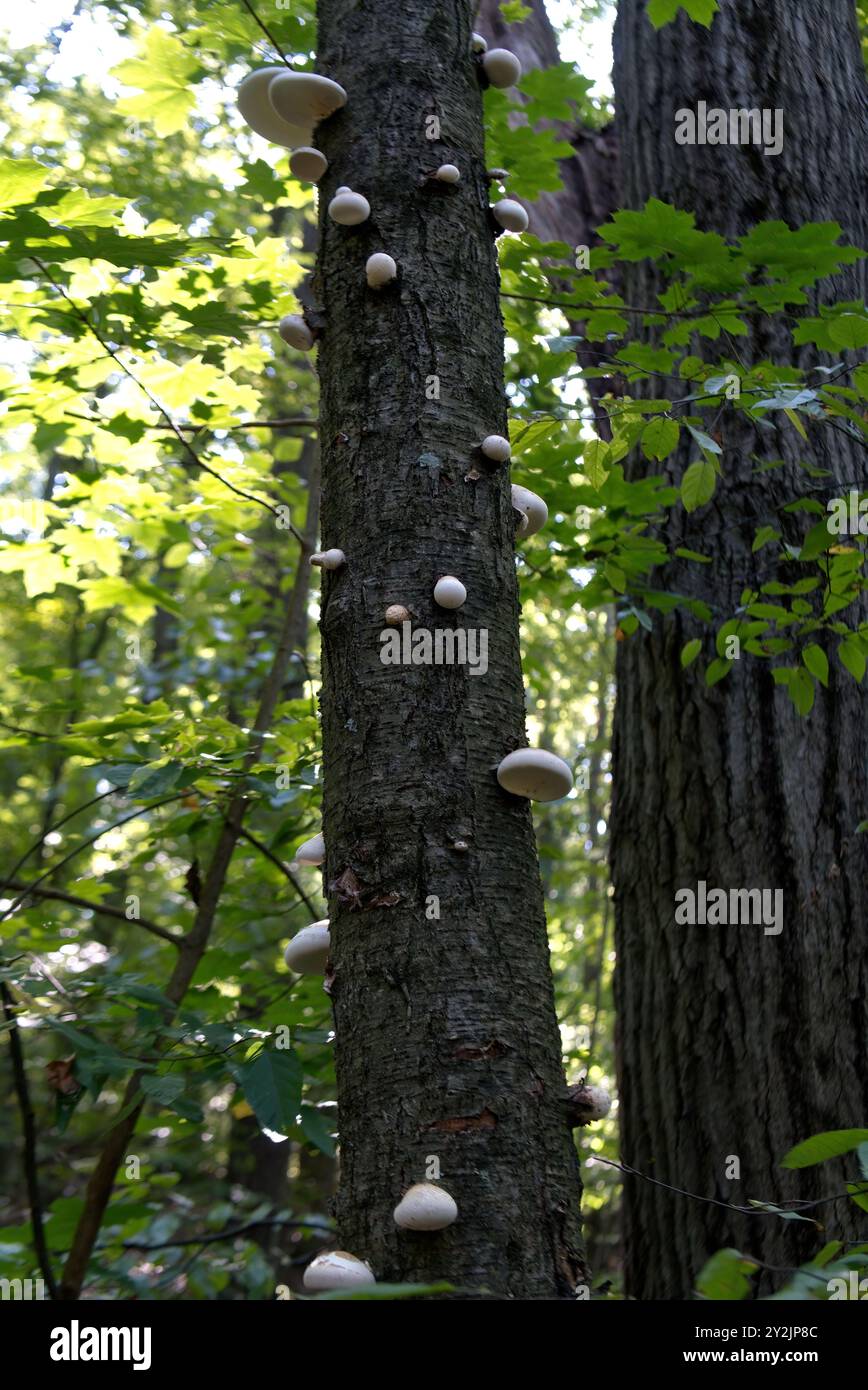 Hardwood tree parasite hi-res stock photography and images - Alamy