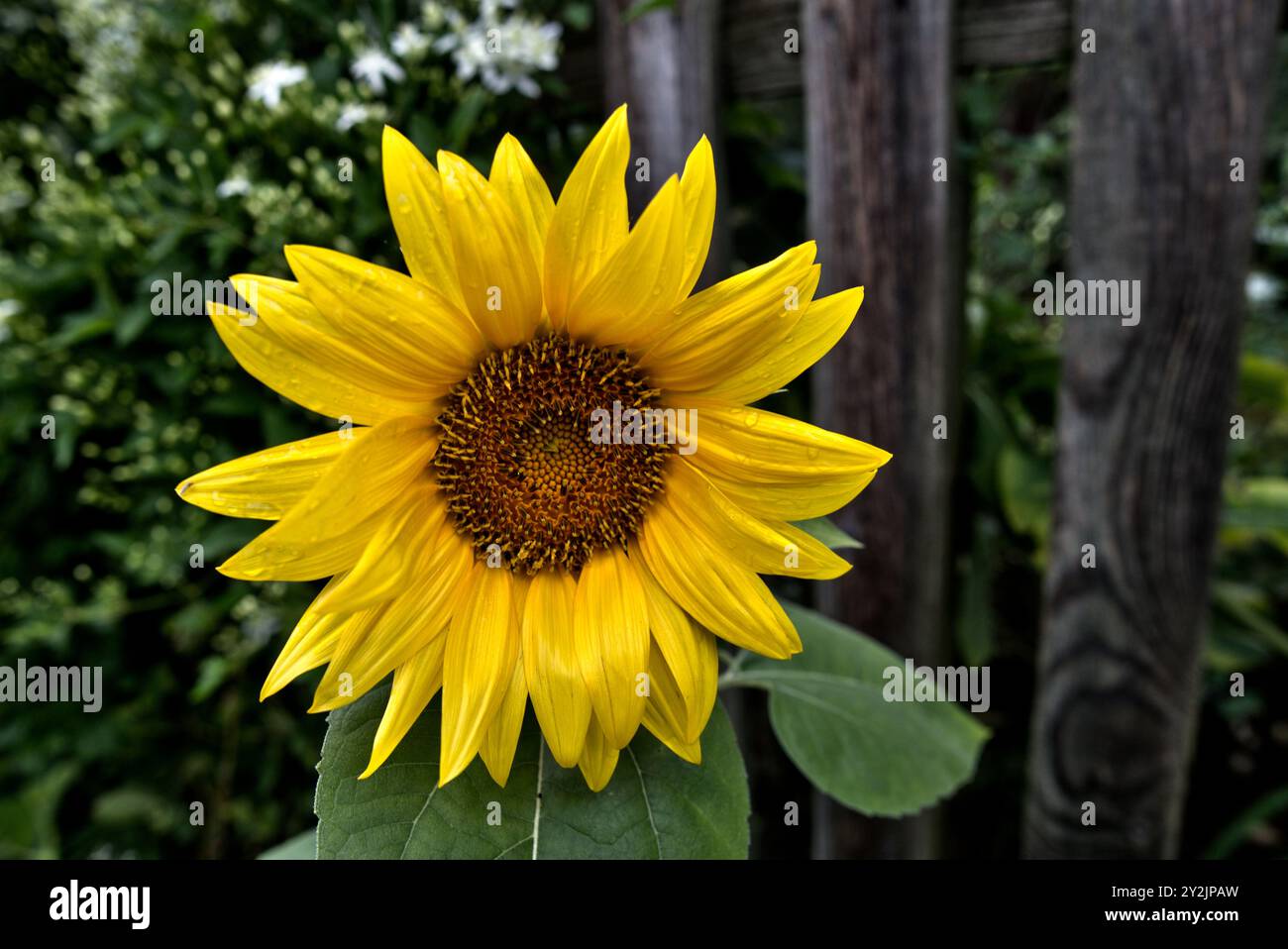 Large sunflower in Pennsylvania Stock Photo - Alamy