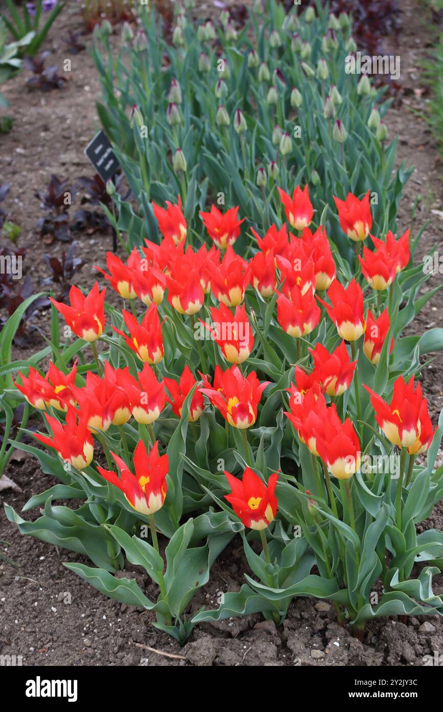 These fiery red and creamy yellow tulips paint a picture of springtime ...