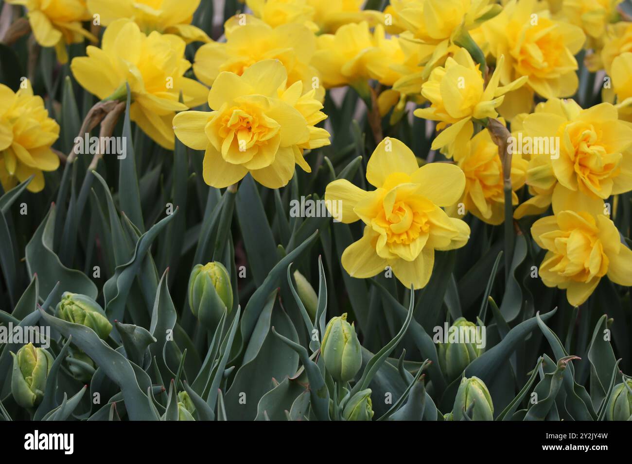 The delicate beauty of these daffodils, a soft reminder of the season's ...