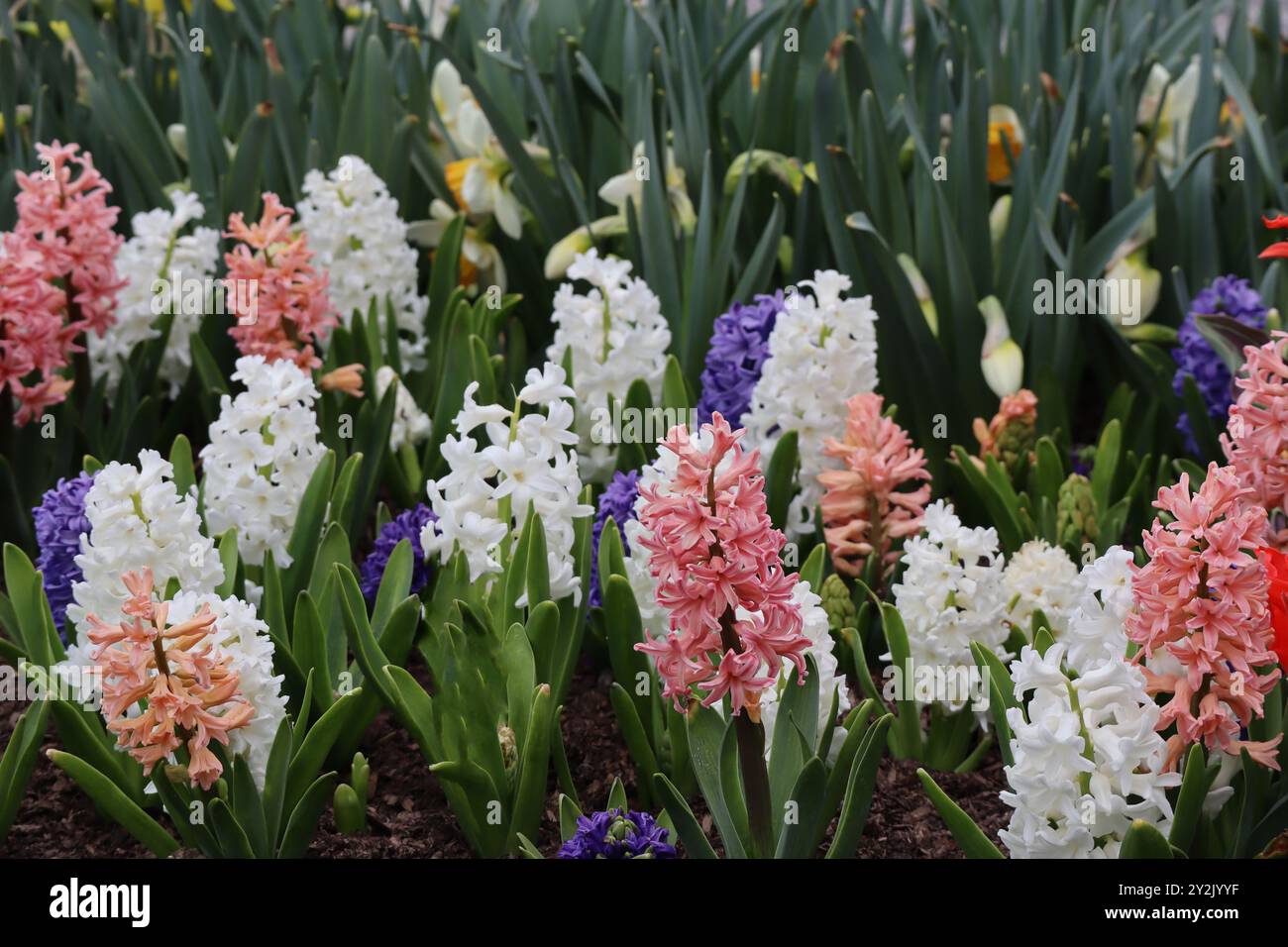 Best hyacinth photos hi-res stock photography and images - Alamy