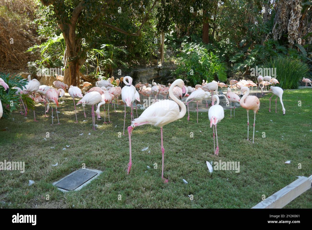 Los Angeles, California, USA 9th September 2024 Flamingos in pool ...