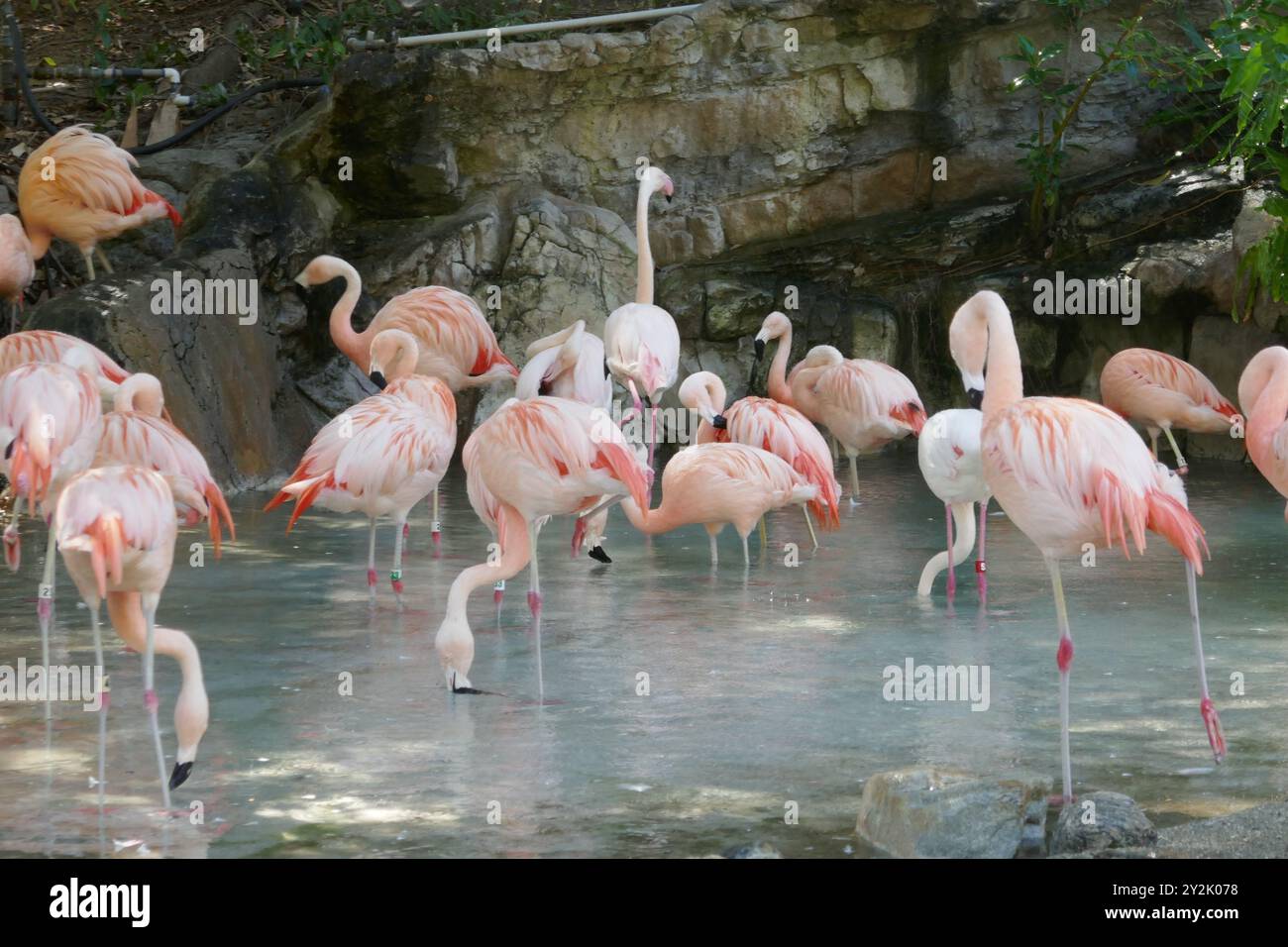 Los Angeles, California, USA 9th September 2024 Flamingos in pool ...