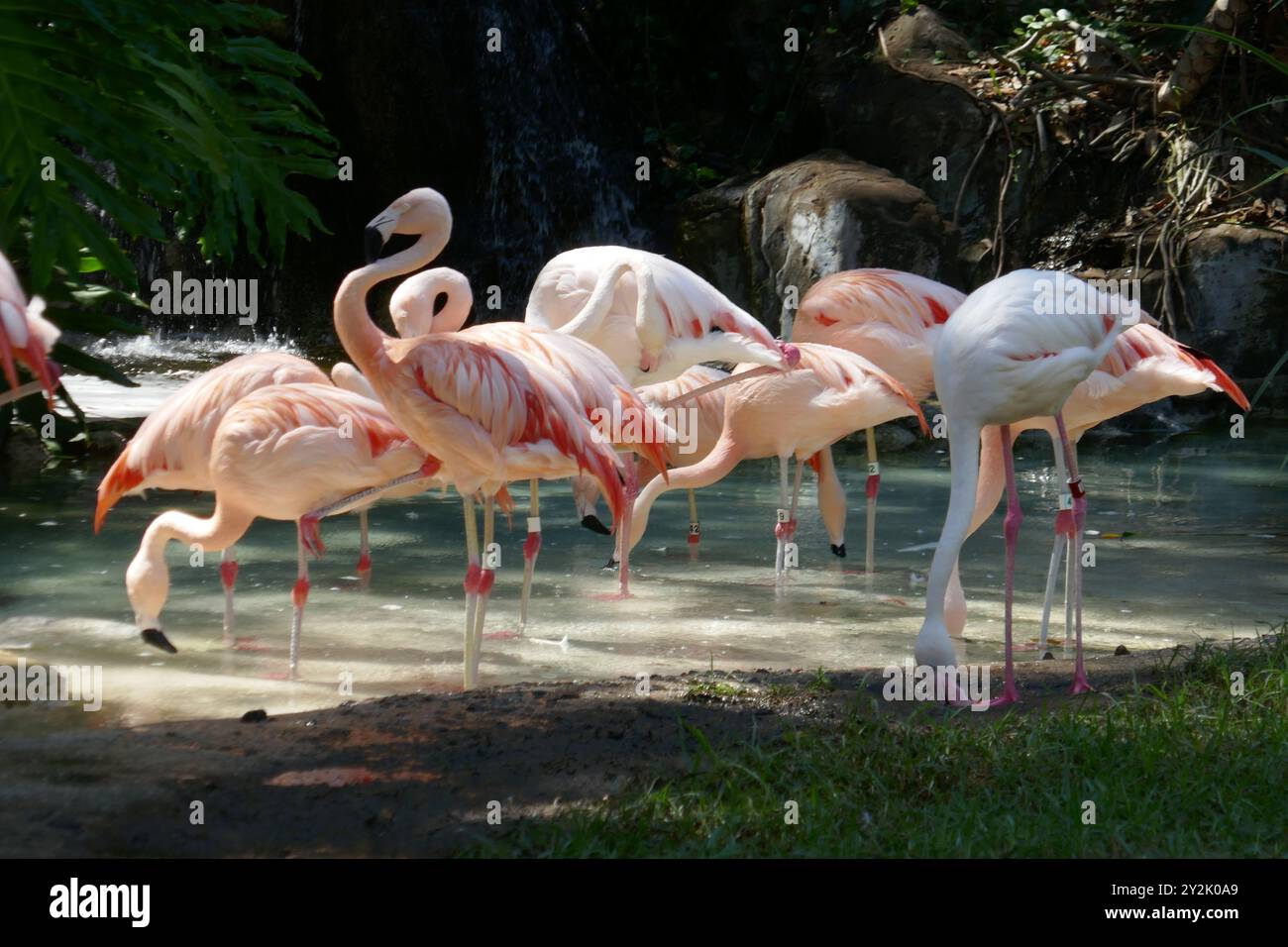 Los Angeles, California, USA 9th September 2024 Flamingos in pool ...