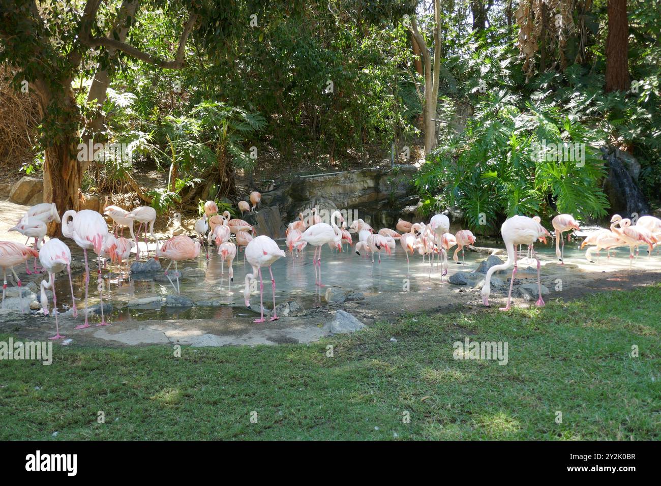 Los Angeles, California, USA 9th September 2024 Flamingos in pool ...