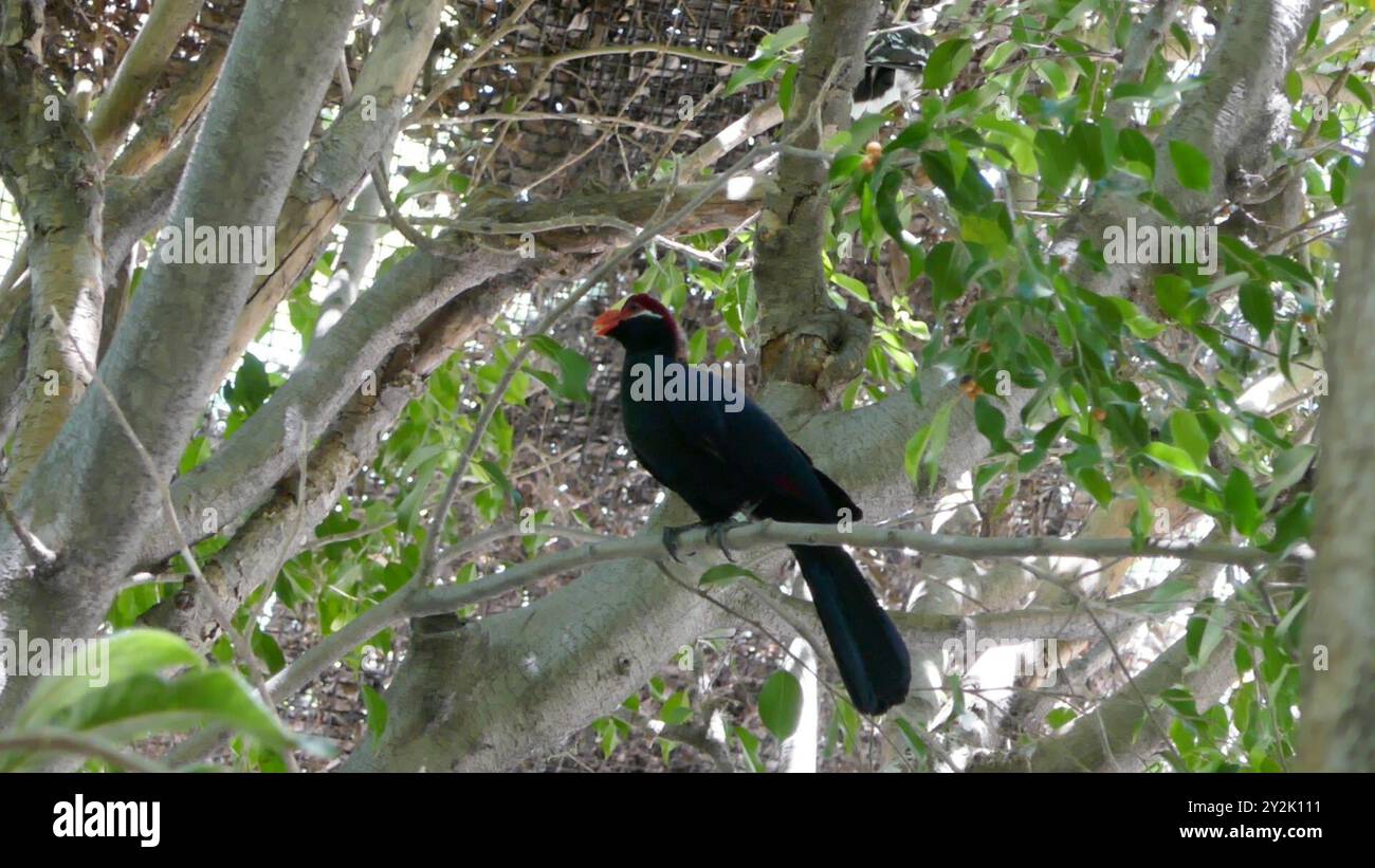 Los Angeles, California, USA 9th September 2024 Violet Turaco in Aviary ...
