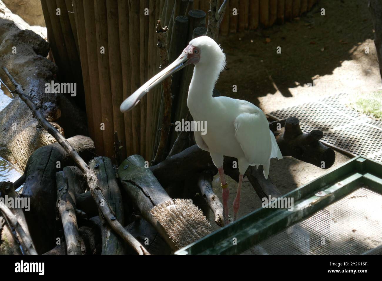 Los Angeles, California, USA 9th September 2024 Spoonbill in Aviary ...