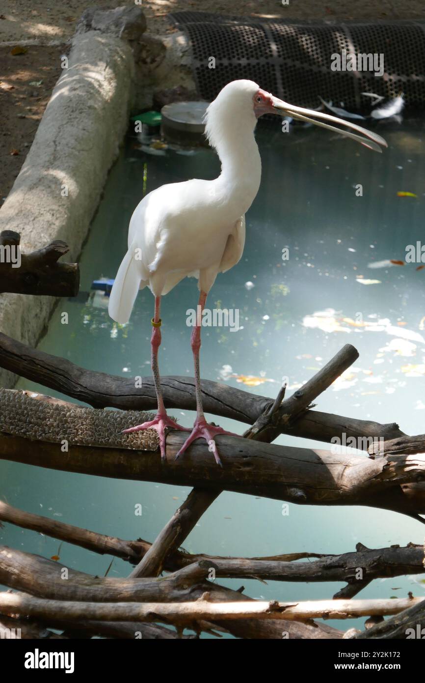 Los Angeles, California, USA 9th September 2024 Spoonbill in Aviary ...