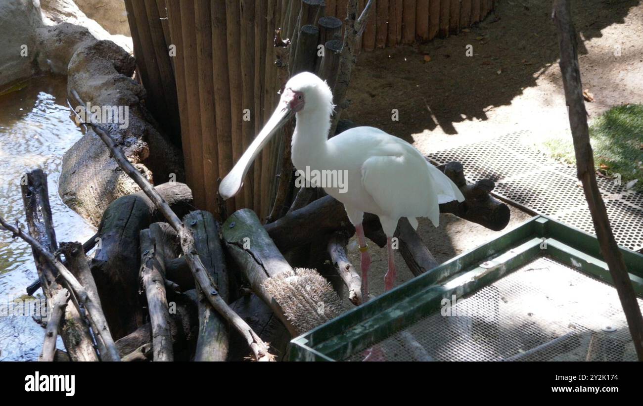 Los Angeles, California, USA 9th September 2024 Spoonbill in Aviary ...