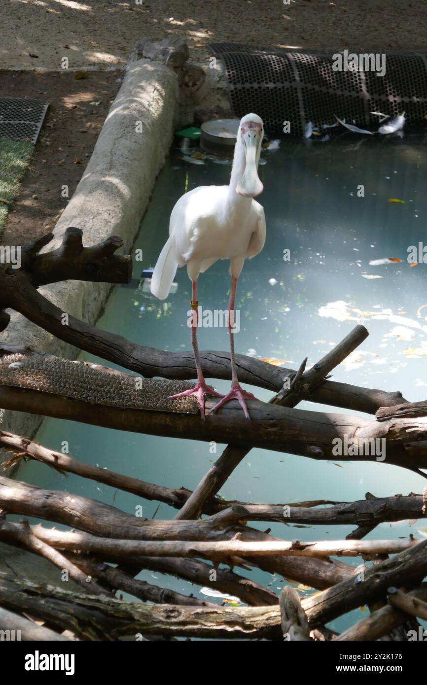 Los Angeles, California, USA 9th September 2024 Spoonbill in Aviary ...