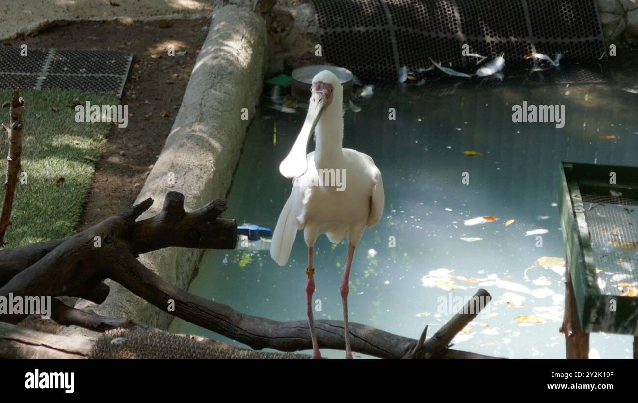 Los Angeles, California, USA 9th September 2024 Spoonbill in Aviary ...