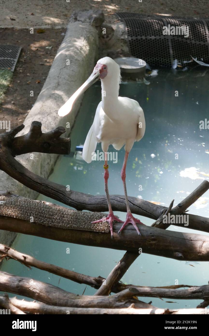 Los Angeles, California, USA 9th September 2024 Spoonbill in Aviary ...