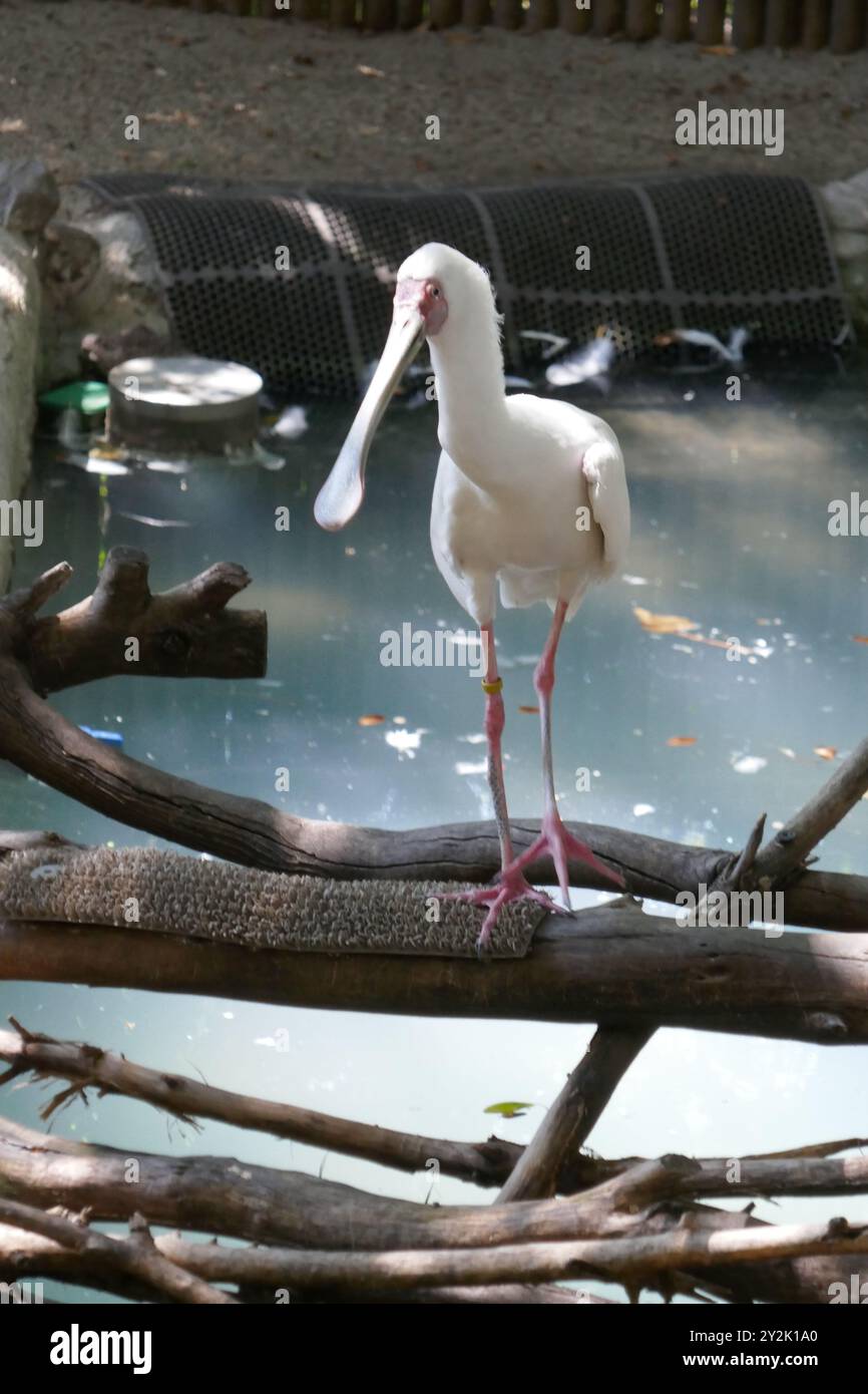 Los Angeles, California, USA 9th September 2024 Spoonbill in Aviary ...