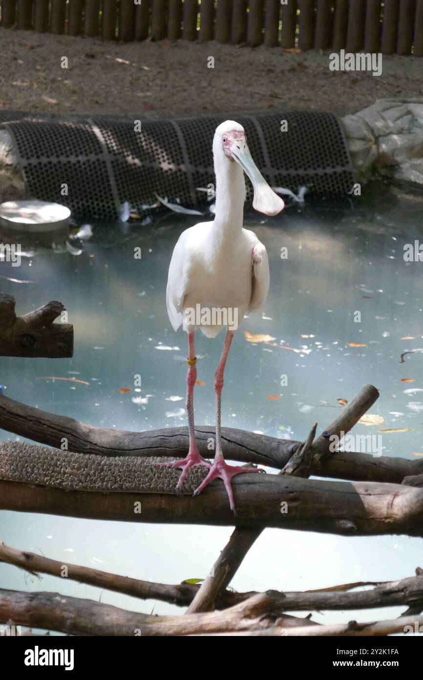 Los Angeles, California, USA 9th September 2024 Spoonbill in Aviary ...