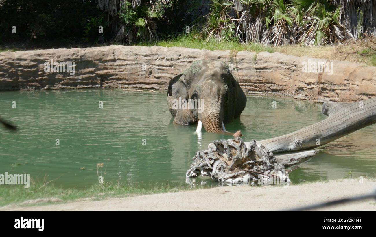 Los Angeles, California, USA 9th September 2024 Asian Elephant Billy in ...