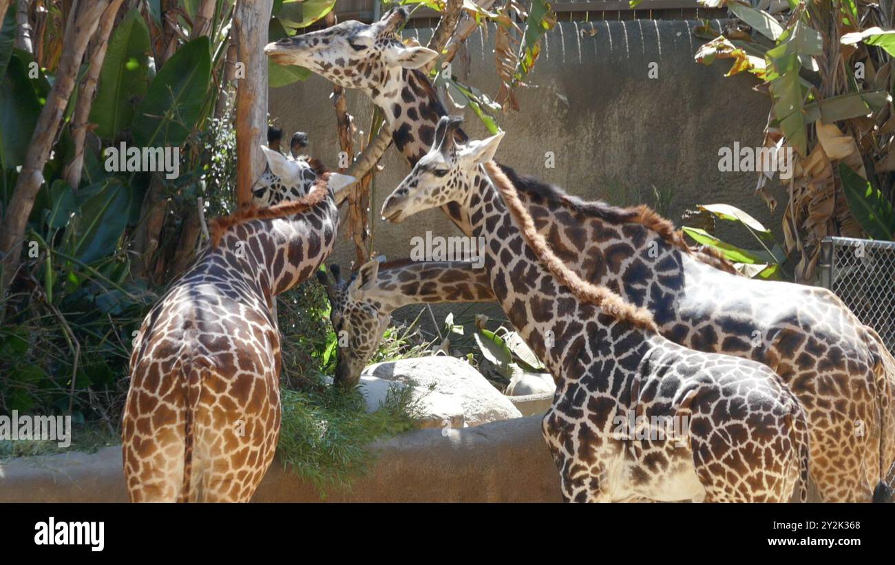 Los Angeles, California, USA 9th September 2024 Maasai Giraffes, Masai ...
