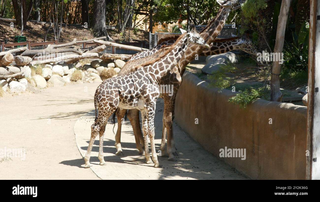 Los Angeles, California, USA 9th September 2024 Maasai Giraffes, Masai ...