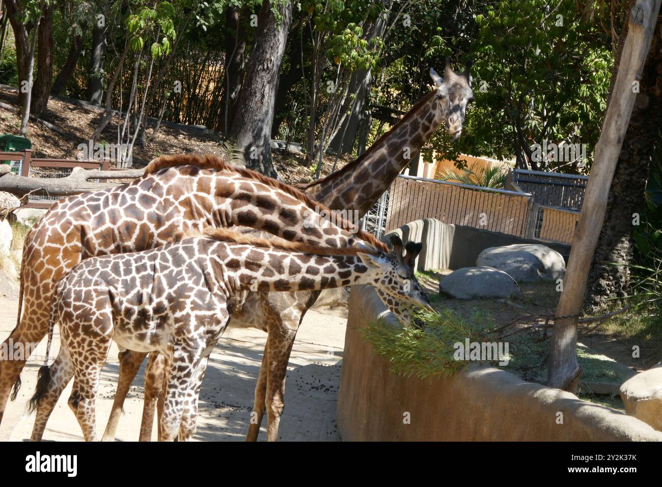 Los Angeles, California, USA 9th September 2024 Maasai Giraffes, Masai ...