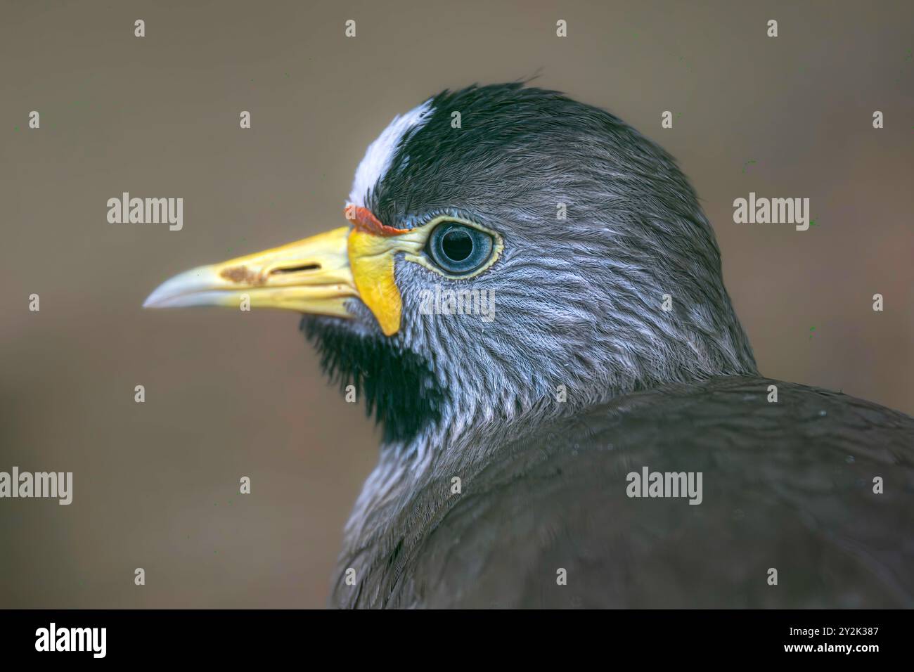 African wattle lapwing hi-res stock photography and images - Alamy