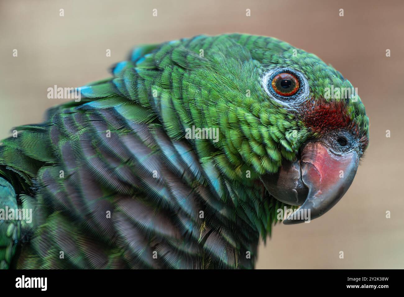 Portrait of a Vinaceous-breasted Parrot (Amazona vinacea Stock Photo ...