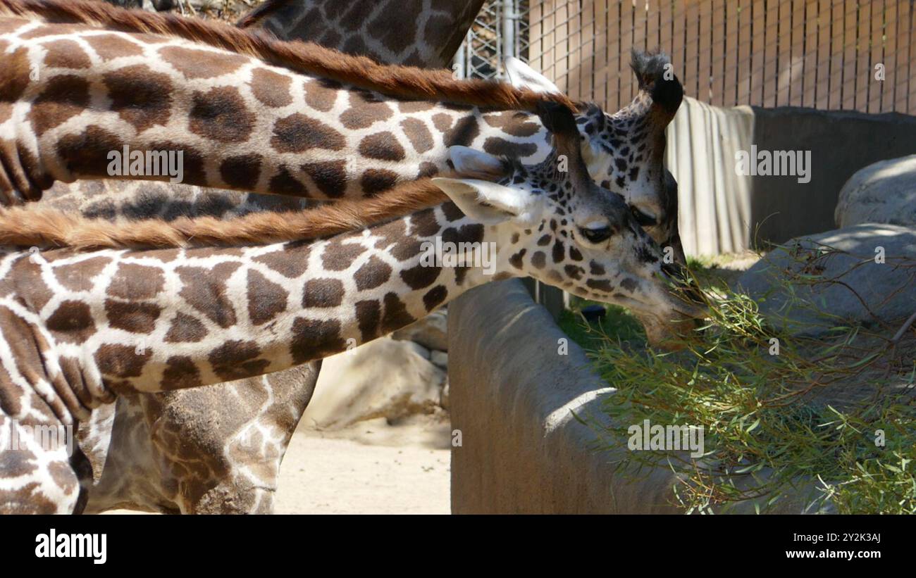 Los Angeles, California, USA 9th September 2024 Maasai Giraffes, Masai ...